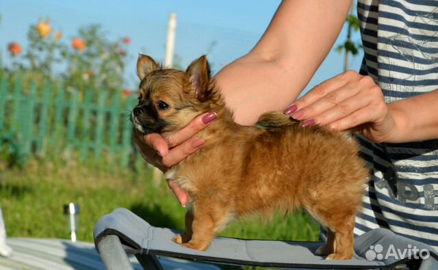 Щенки чихуахуа для выставок и дома