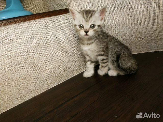 Продажа шотландских котяток