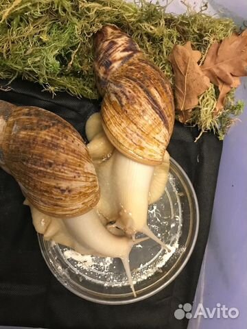 Улитки ахатинки ретикуляты