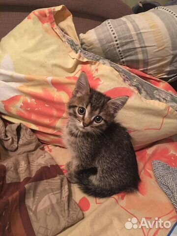 Котёнок метис Макс ищет дом