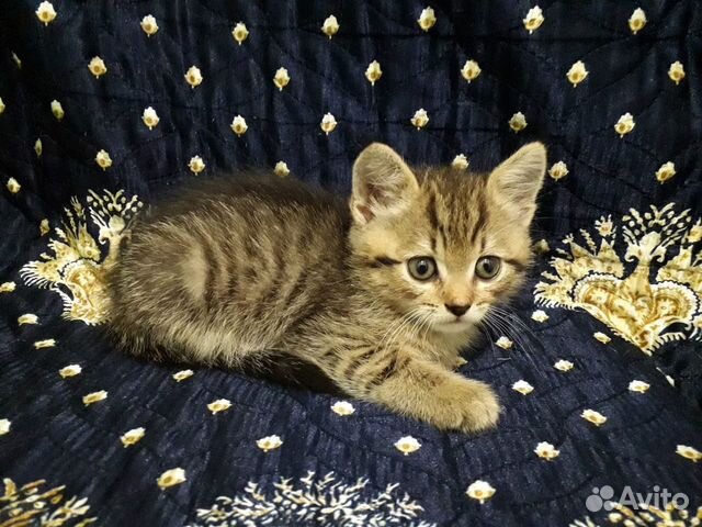 Котёнок 1,5 мес мальчик Мишка