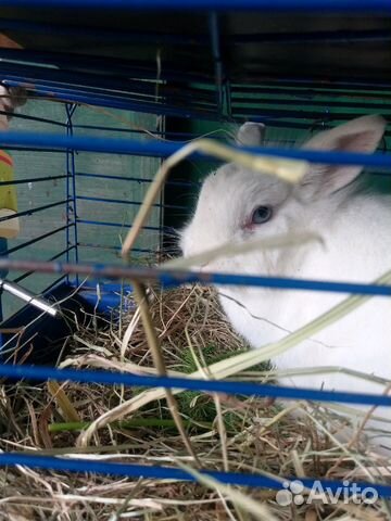 Львиноголовый кролик