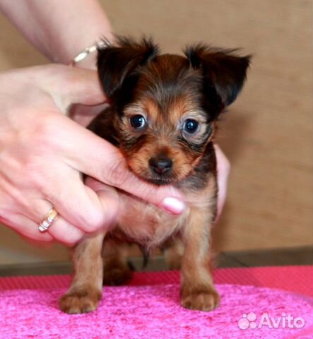 Щенки Русского Тоя