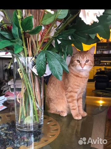 Кот Твикс ищет дом