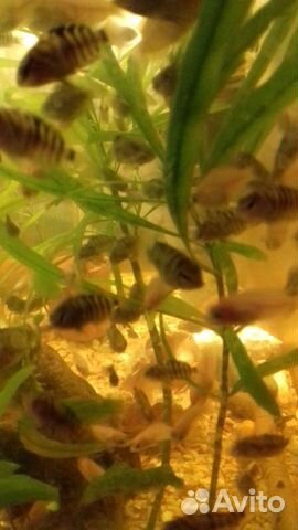 Мальки цихлазомы