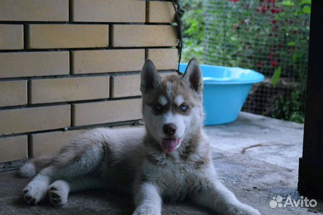 Яркие солнечные рыжие щенки хаски заметно выделяют