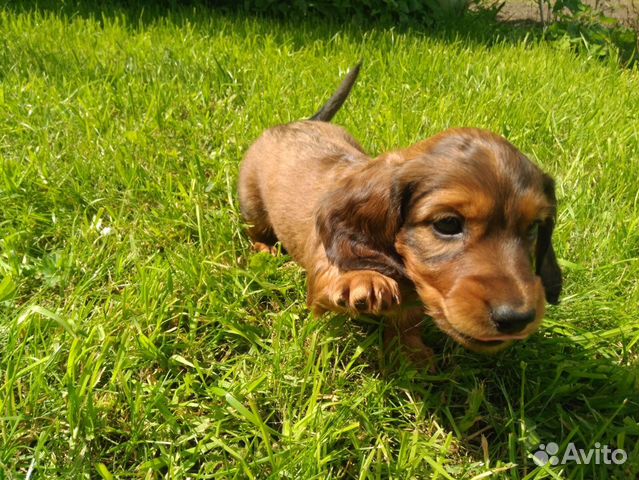 Щенки длинношерстной таксы