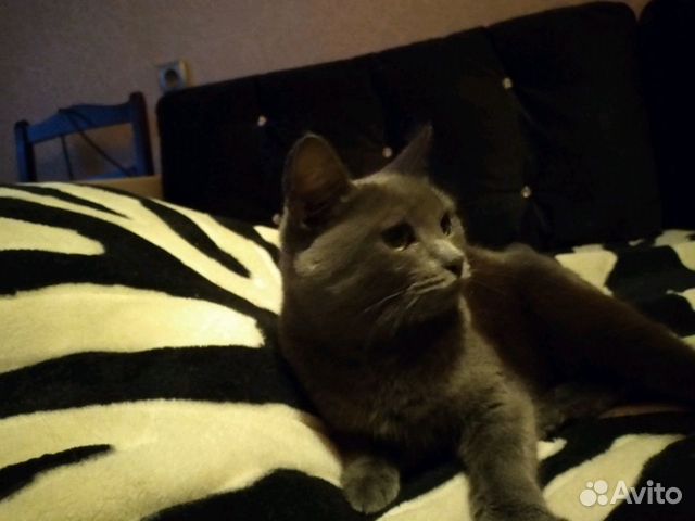Кошка Люся