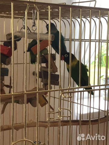 Попугаи неразлучники