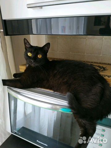 Кошка Алиса