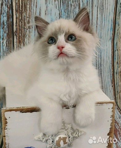 Девочка Debora, рэгдолл, 2,5 месяца