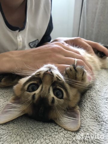 Котёнок Сомали