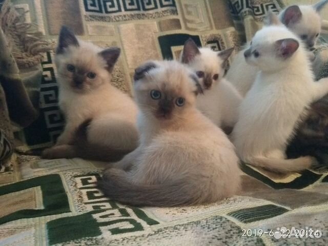 Шотландские котята