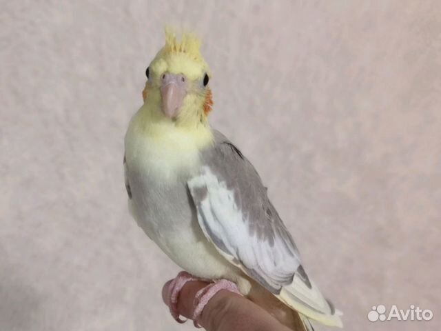 Корелла птенцы