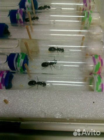 Camponotus herculeanus муравьи