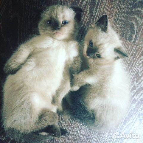 Тайские котята