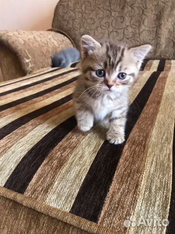 Котятки от британки длинношёрстной