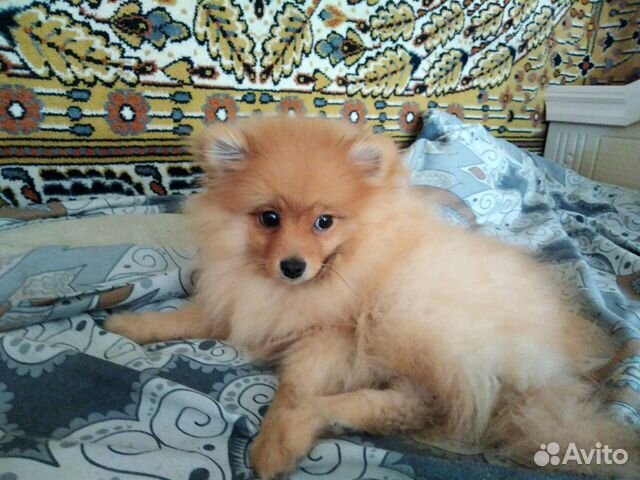 Чистокровный шпиц на случку