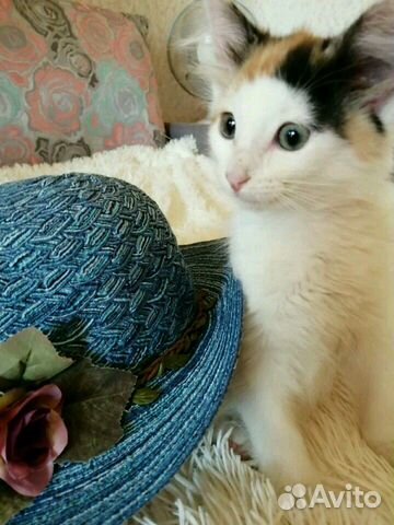 Милые, забавные котята 2 месяца, отдам в дар добры