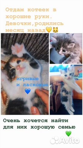 Отдам котеек в хорошие руки