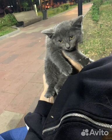 Малыш ищет любящих хозяев