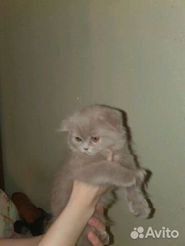 Шотландские котята