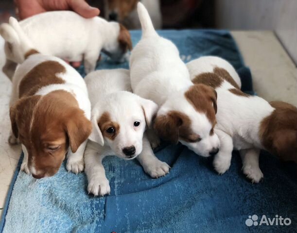 Джек Рассел терьер