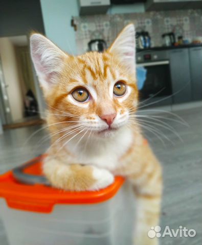 Отдам котенка