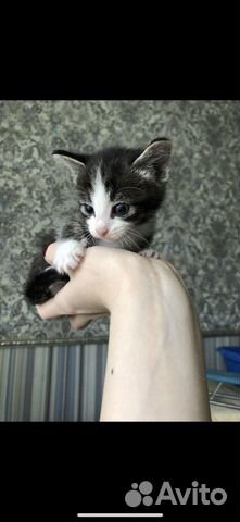 Малышка в ваш дом