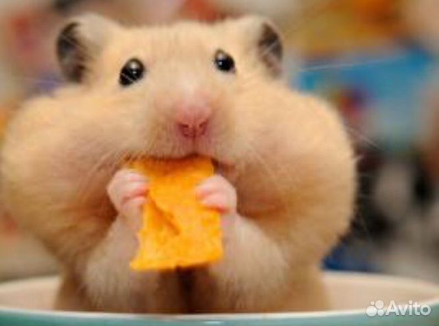 Хомячки мальчики и девочки