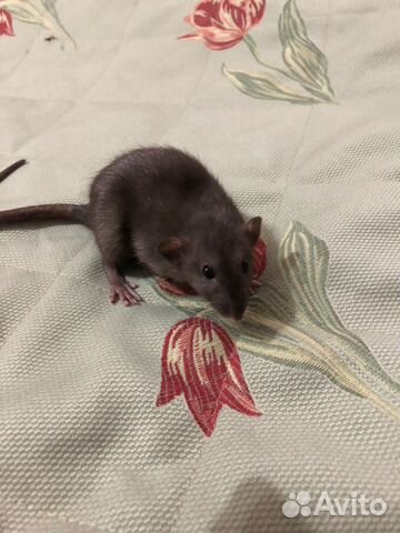 Крысята, крыска дамбо. Окрас соболь