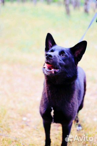 Молодая собака Ночка в добрые руки