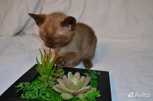 Бурманская