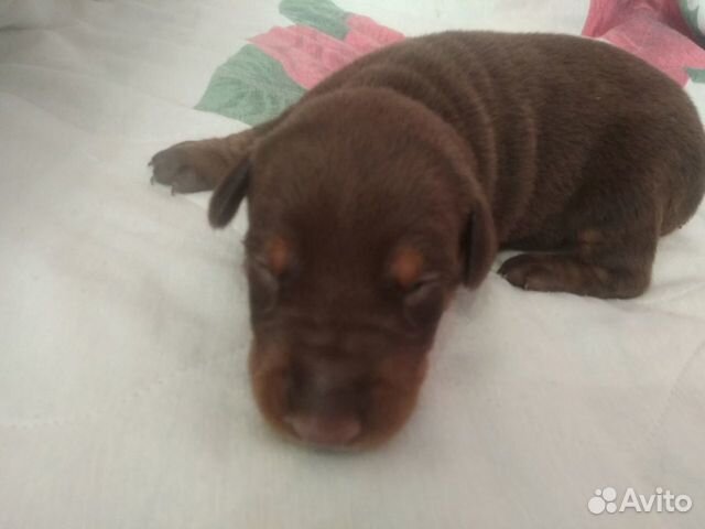 Доберманчик мальчик