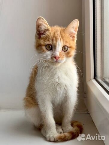 Которебенок из приюта ищет своих родителей