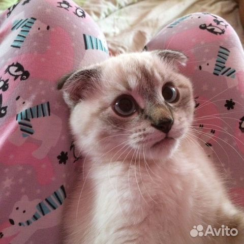 Шотландская вислоухая кошка