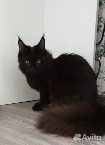 Котенок мейн-кун черного цвета