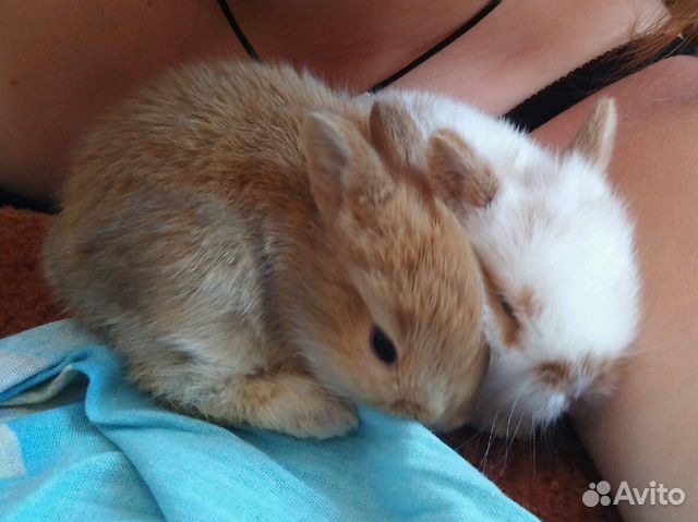 Декоративные Крольчата помесь бабочки и львиной го