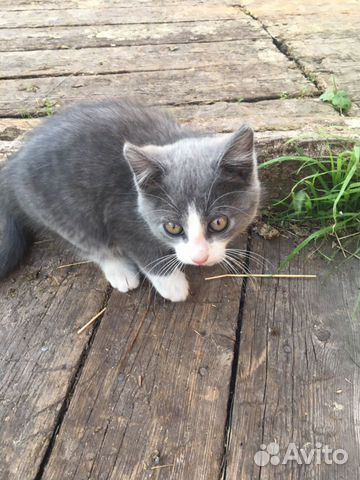 Отдам котят крысоловов