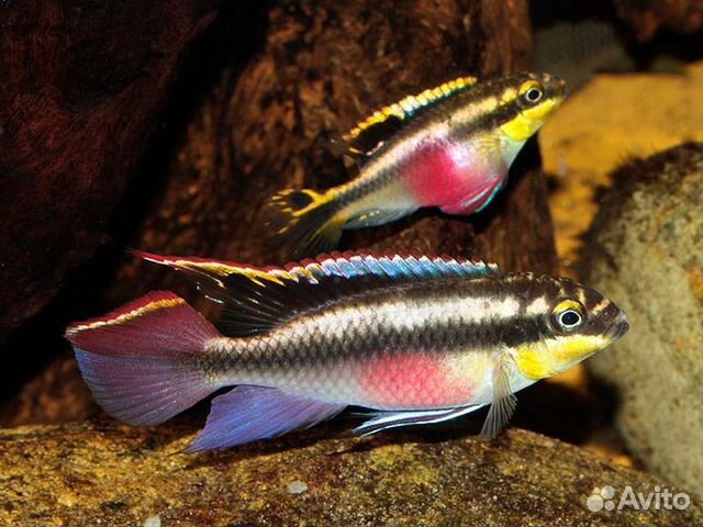 Попугай Пельвикохромис