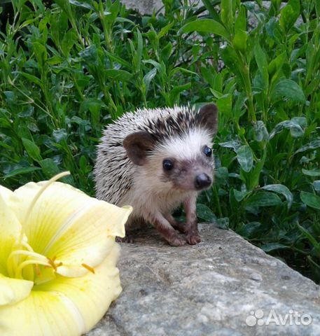 Карликовый Африканский ёжик