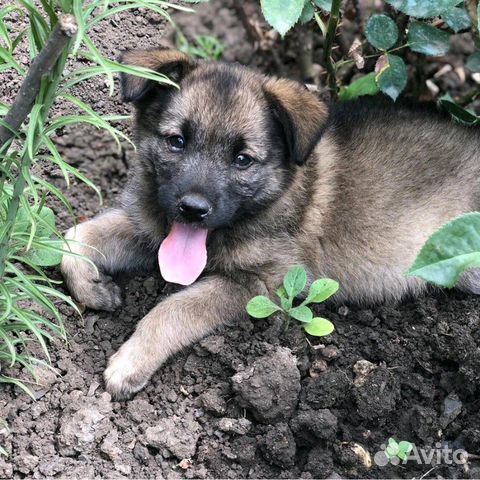 Девочка-щенулька ищет дом