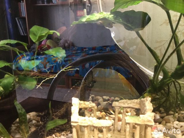 Птеригохлипт парчовый сом и лабидохромис еллоу цих