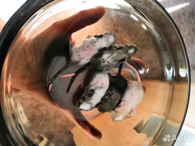 Чилийская белочка дегу