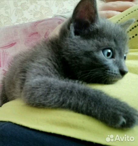 Пепельный котенок
