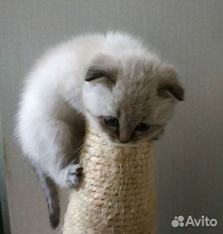 Кошечка британка от прямоухого/вислоухой (донейшн)