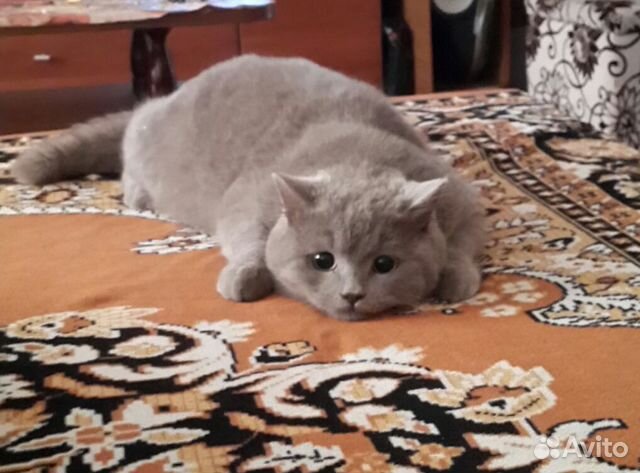 Кот шотландец