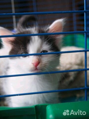 Котодевочка