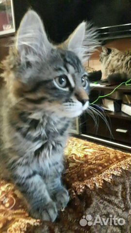 Сибирский котёнок