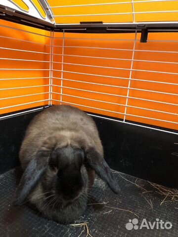 Отдам крольчиху в добрые руки